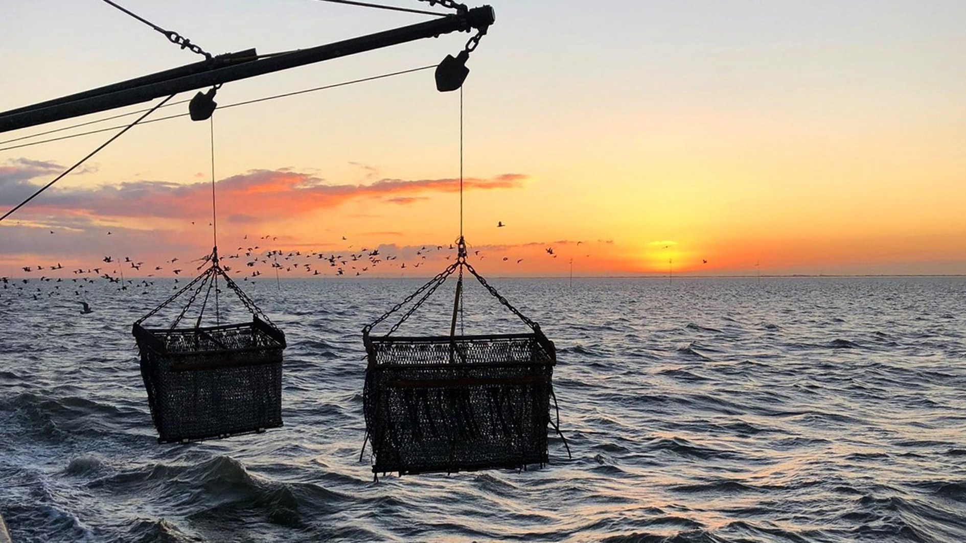 Damen to lead hybrid research in mussel farming sector - Ship & Offshore